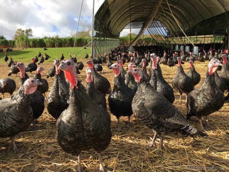 FEATURE: 60 years of Copas Traditional Turkeys - My Marlow