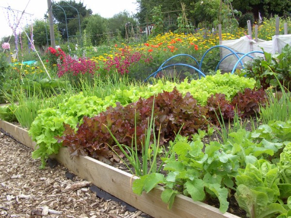 Allotment plots are now available.. - My Marlow