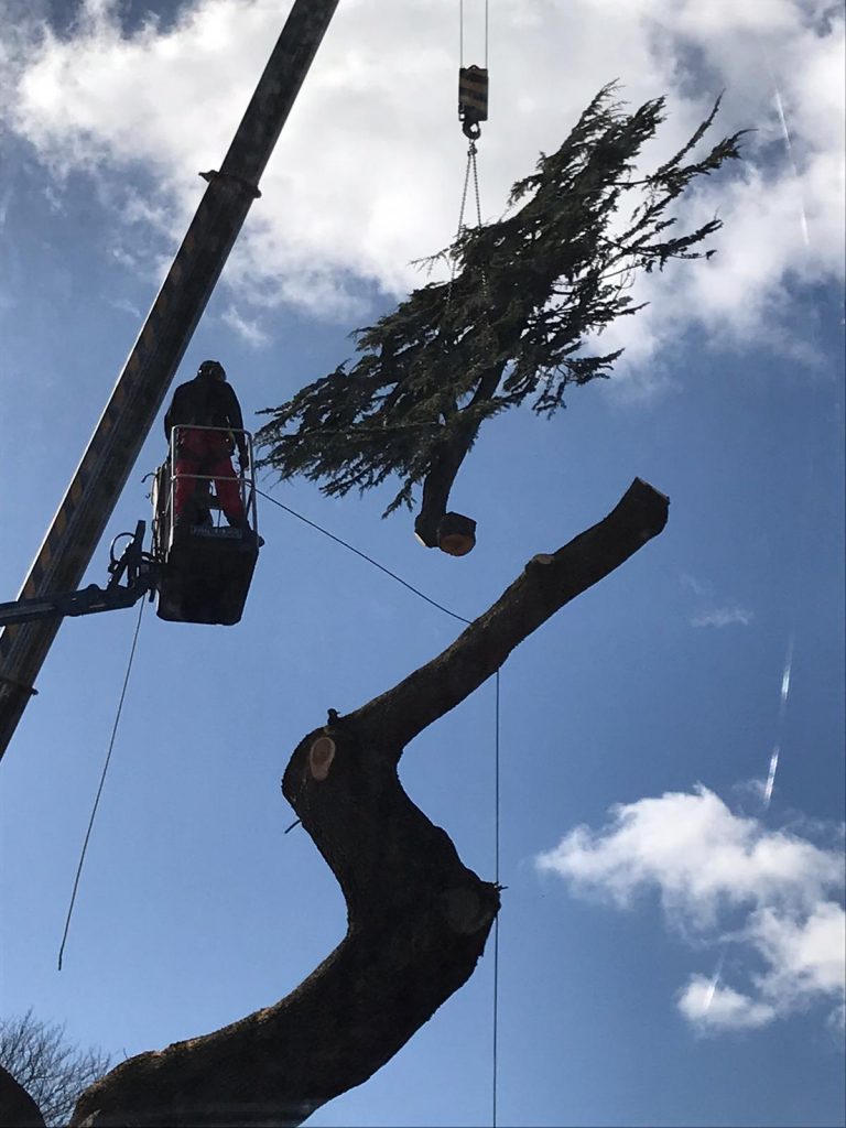 Farewell to an iconic Marlow tree - My Marlow