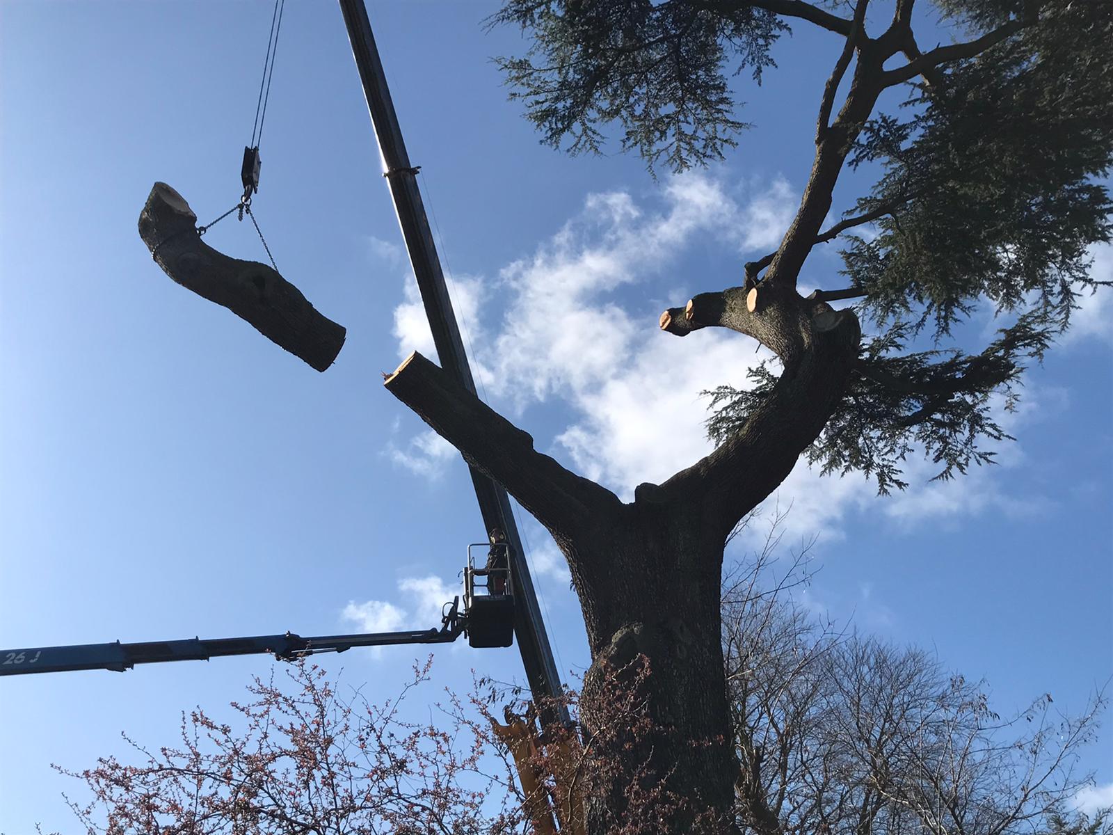 Farewell to an iconic Marlow tree - My Marlow