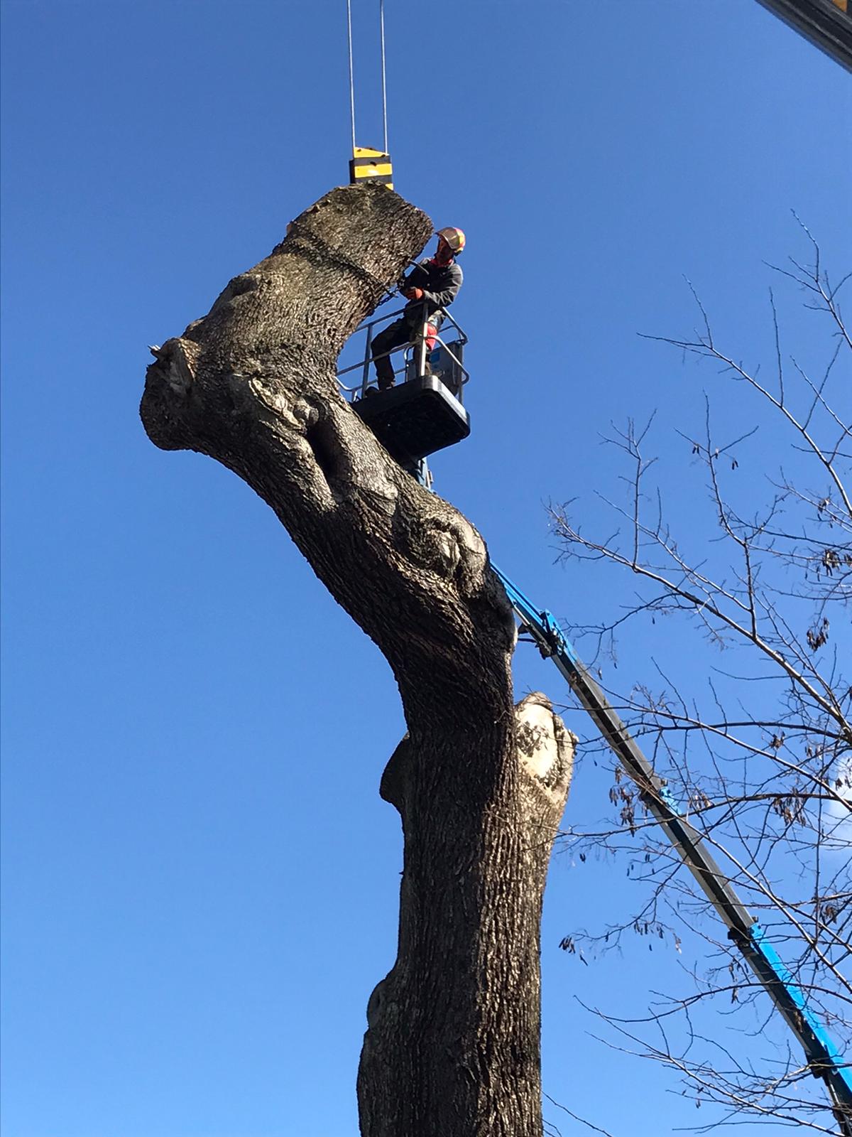 Farewell to an iconic Marlow tree - My Marlow