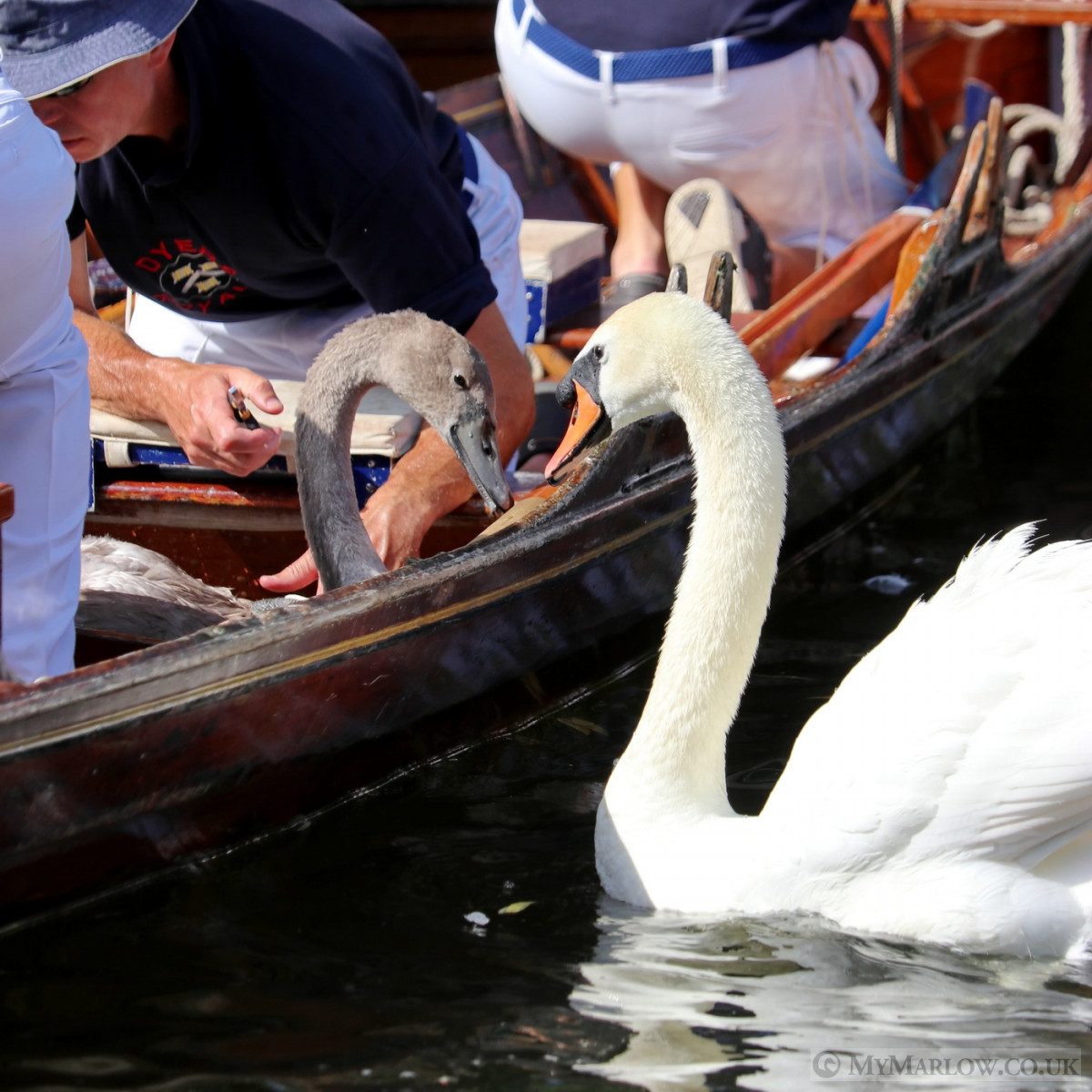 Swan Upping 2022 *GALLERY* - My Marlow